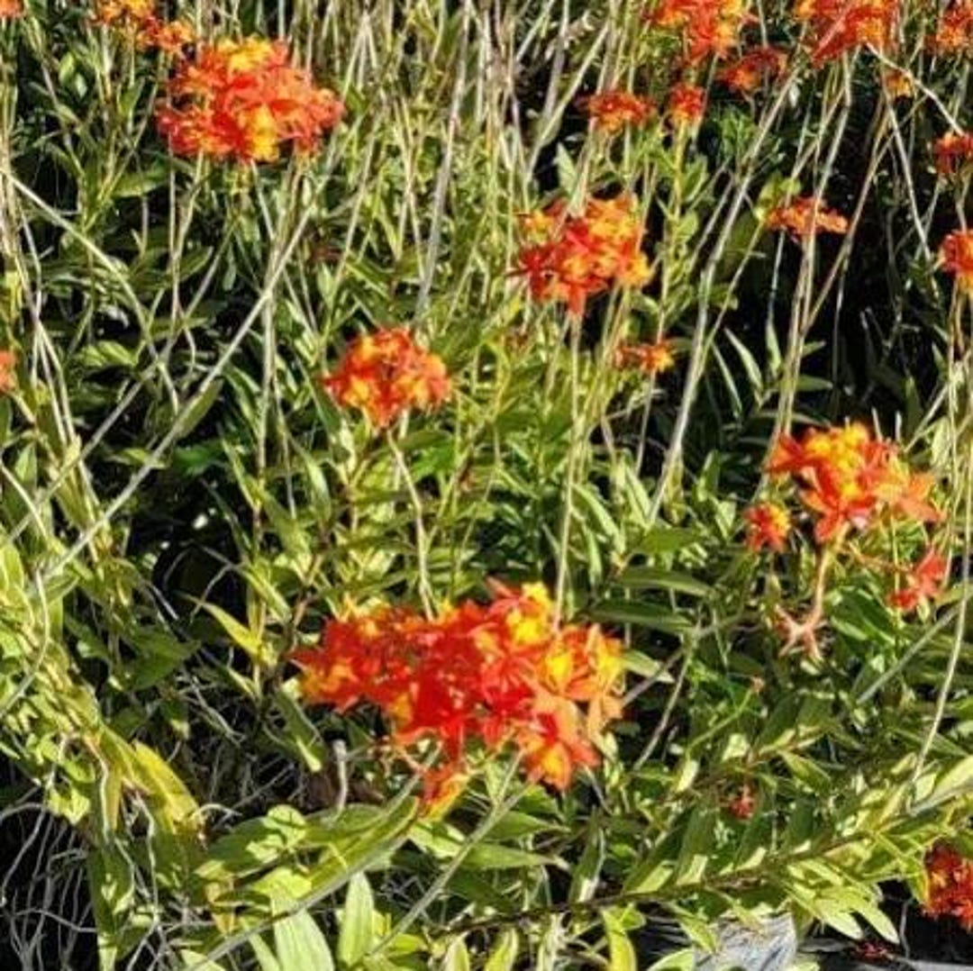Orange Yellow Epidendrum Orchid Plants - 6" to 1 Feet Tall - Ship in 3 ...