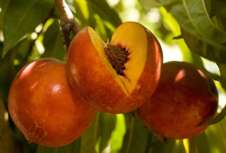 Nectarine Double Delight -2 Feet Tall - Ship in 1 Gal Pot - Etsy