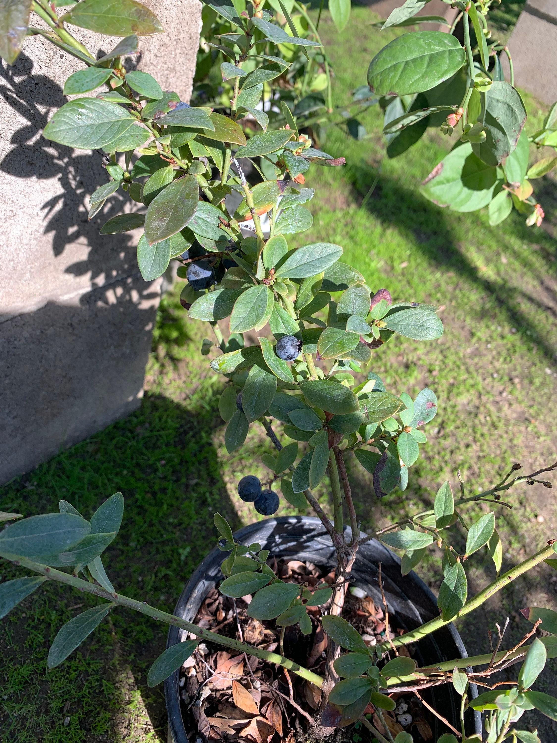Blueberry (vaccinium ‘sunshine Blue’) Ship in 6" Pot - Etsy