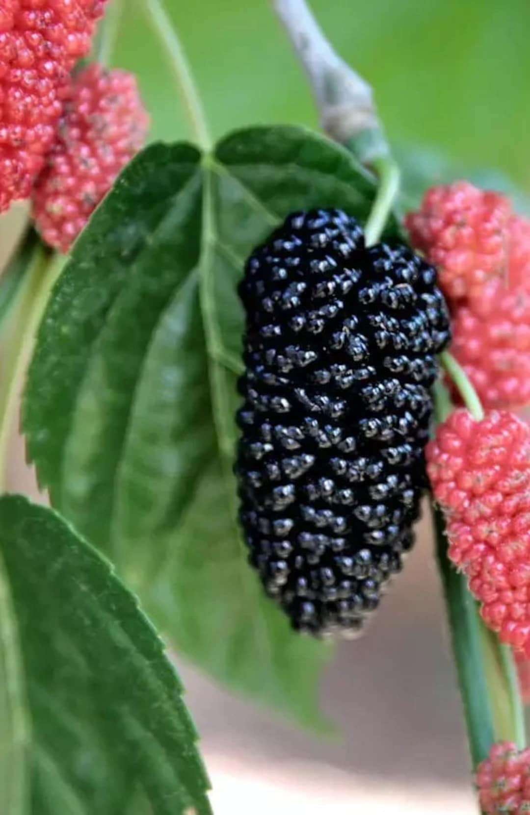 Morus Nigra 'black Beauty' Black Beauty Mulberry Fruit Trees 2 to 3 ...
