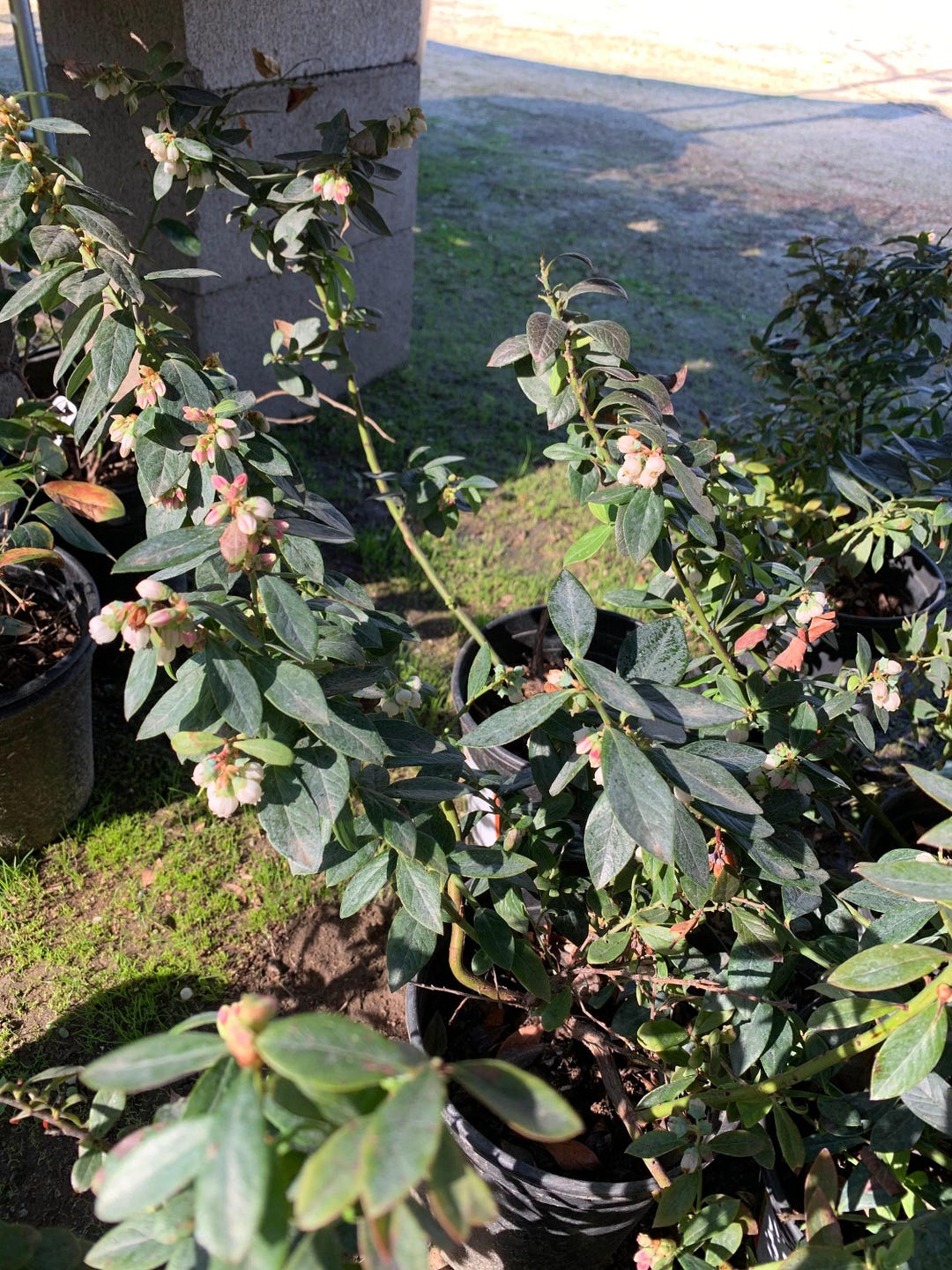 Blueberry (vaccinium ‘sunshine Blue’) Ship in 6" Pot - Etsy