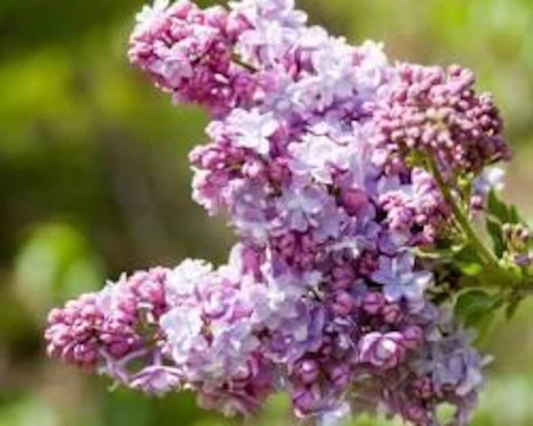 French Lilac President Grevy - 2 to 3 Feet Tall - Ship in 2gal Bag - Etsy