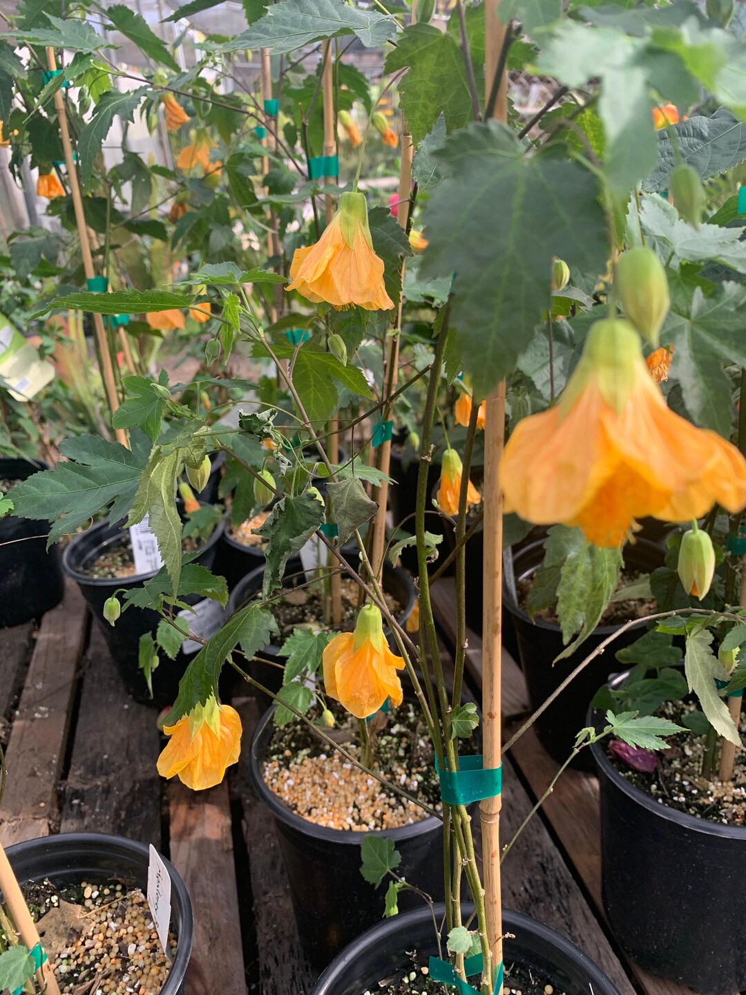 Abutilon ‘frieda’ 1 Feet Tall 1 Gallon Pot - Etsy