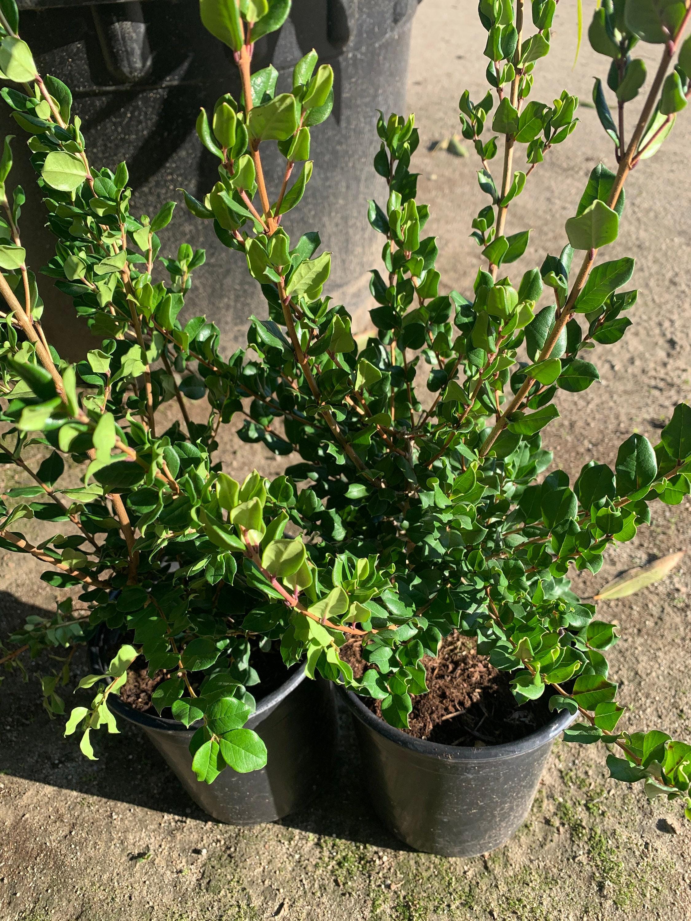 New* Blueberry Guava (luma Apiculata) 1 Live Plant Ship in 6" Pot - Etsy