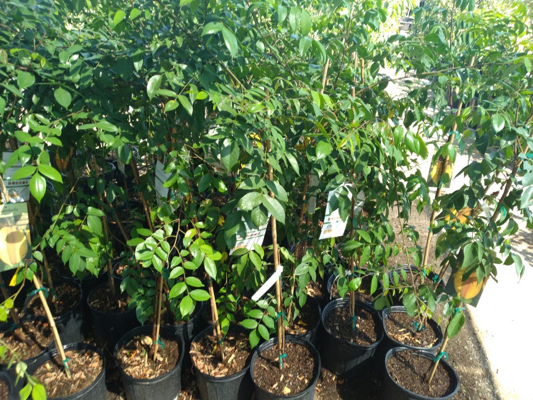 Carambola/star Fruit Kari Tree - 3 Gallon - 3 to 4 Feet Tall - Etsy