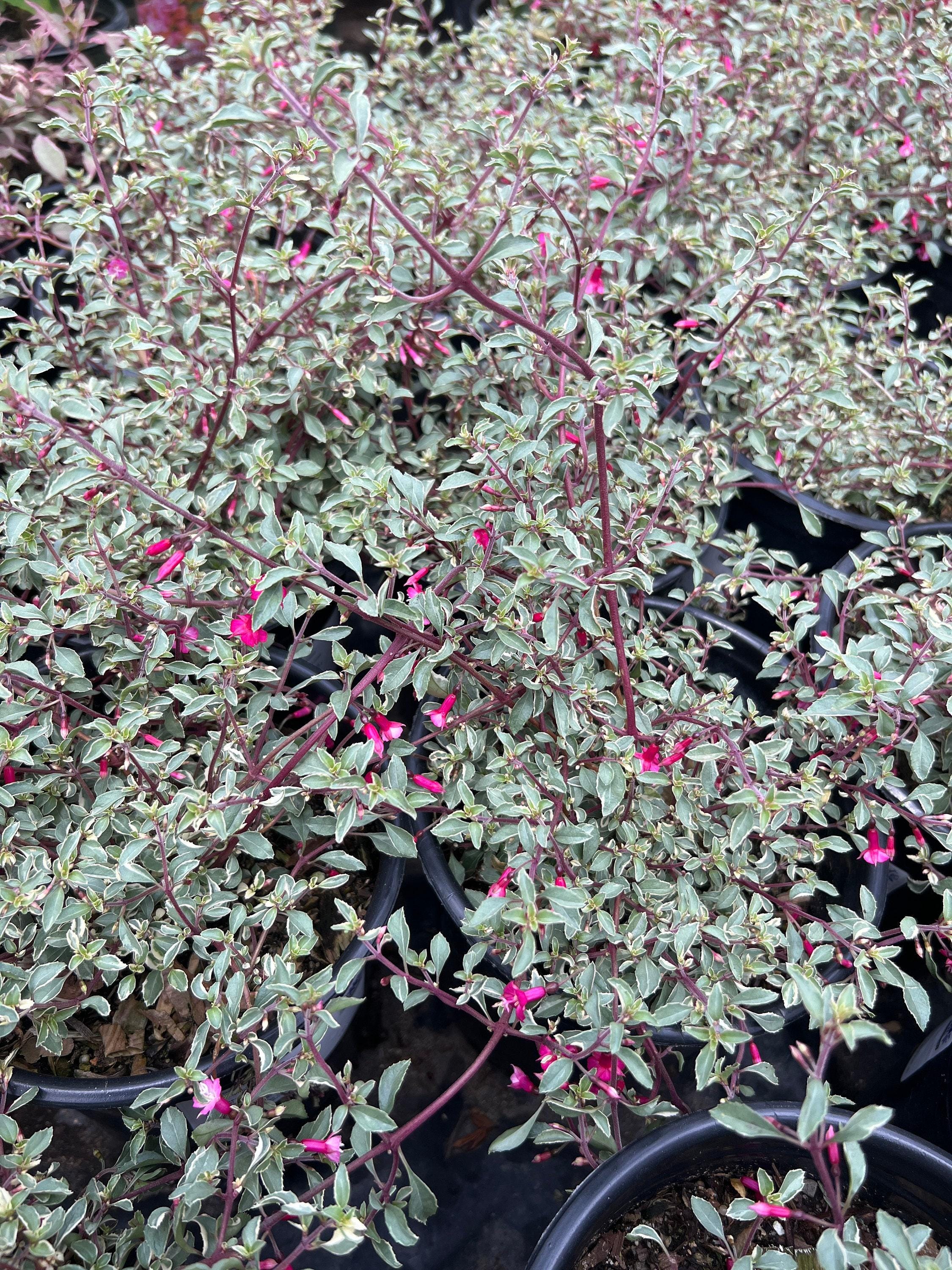 Fuchsia Thymifolia ‘varigate’- 1 Live Plant Ship in 6” Pot - Etsy
