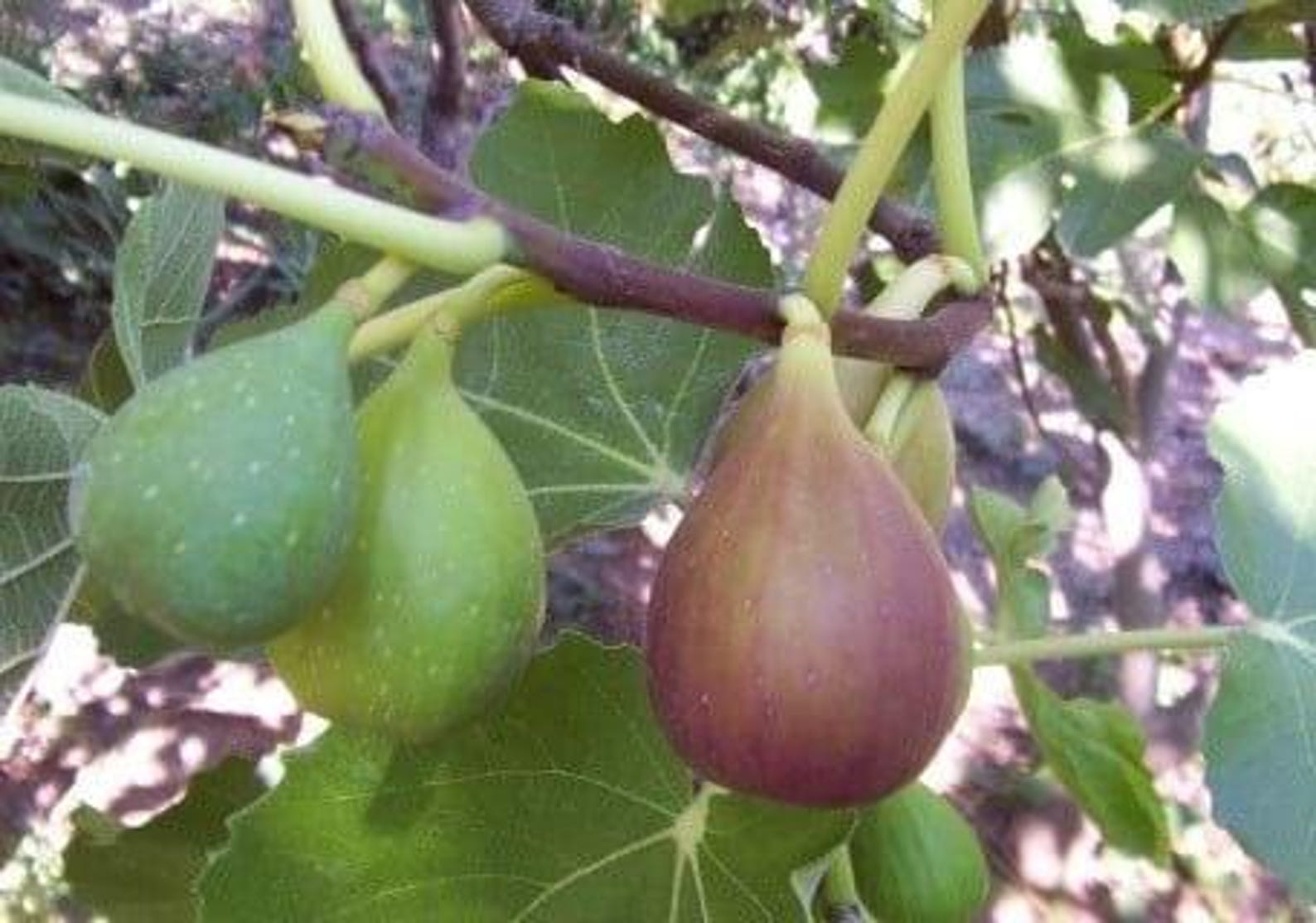 Flanders Fig - Live Plant 2ft Tall Ship in 6” Pot - Etsy