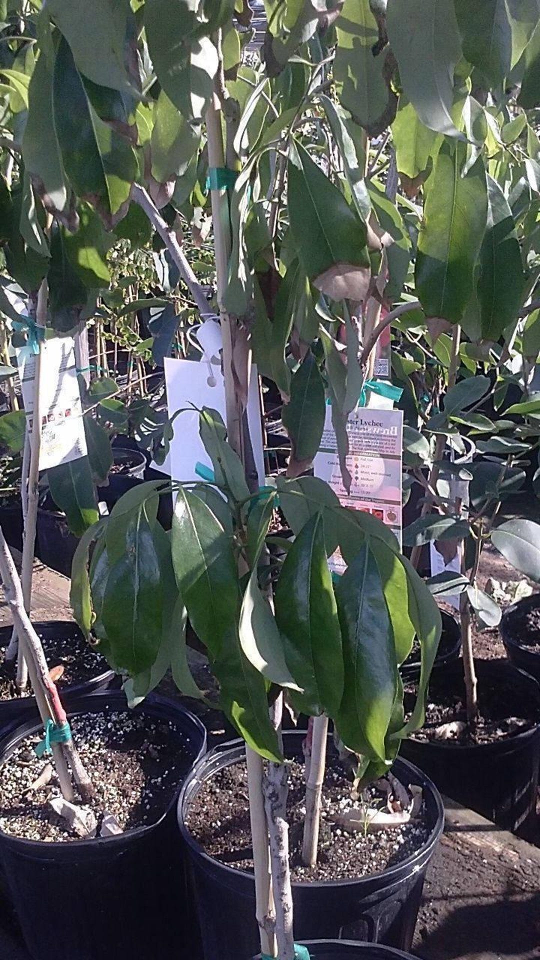 Hak Ip Lychee - 2 Feet Tall Airlayered Tree - Ship in 1 Gal Pot - Etsy