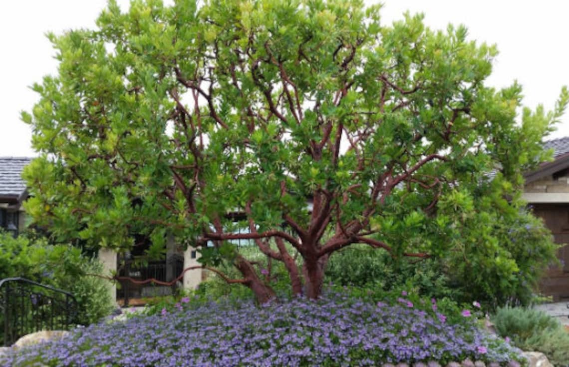 Arbutus Marina Strawberry Tree 1 Plants 2 to 3 Feet Fall | Etsy