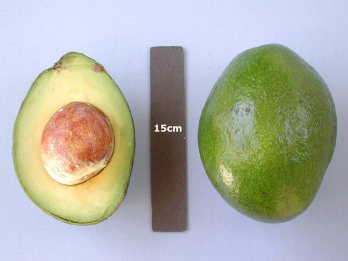 Monroe Avocado Tree- 1 Feet Tall - Grafted Tree - Ship in 6"pot - Etsy