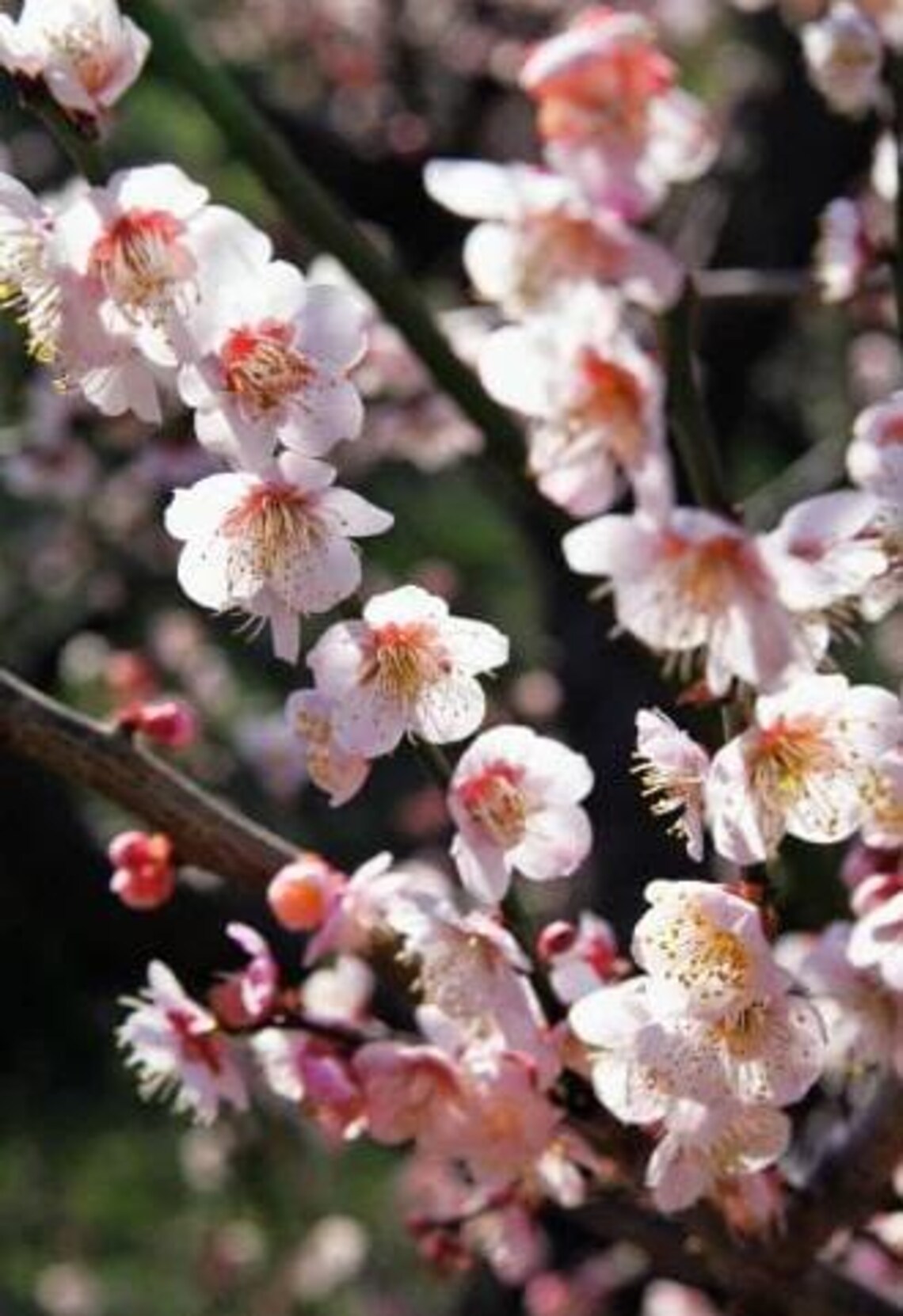 Flowering Apricot Bongo - 3 to 4 Feet Tall - Bigger Trunk - Ship in 3 ...