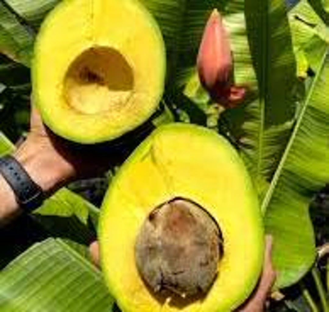 Marcus Pumpkin Avocado Tree- 3 to 4 Feet Tall - Grafted Tree - Ship in ...