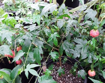 Abutilon Tiger Eye Plant Flowering Maple Small Rooted Live Starter ...