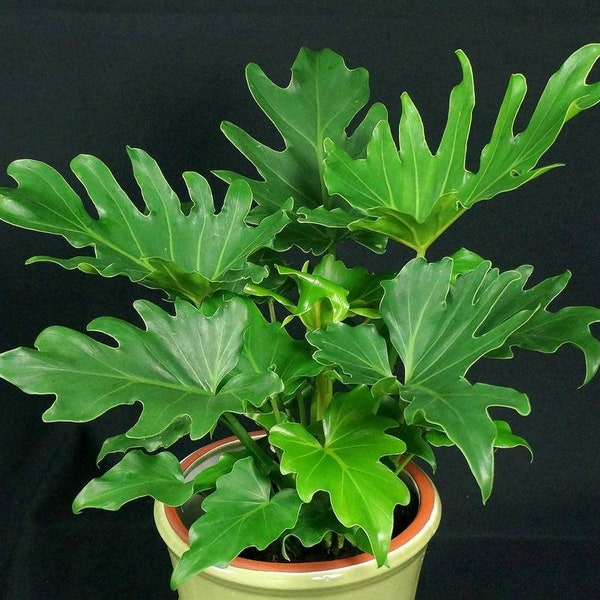 Philodendron Hope - Etsy