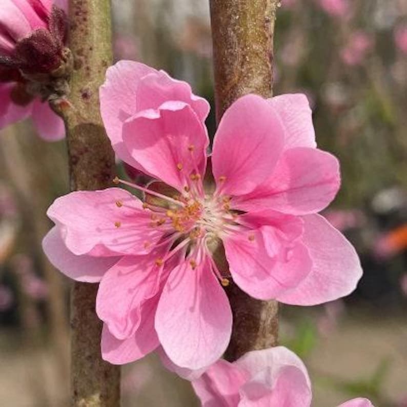 Early Pink Flowering Peach - 3 to 4 Feet Tall - Bigger Trunk - Ship in ...