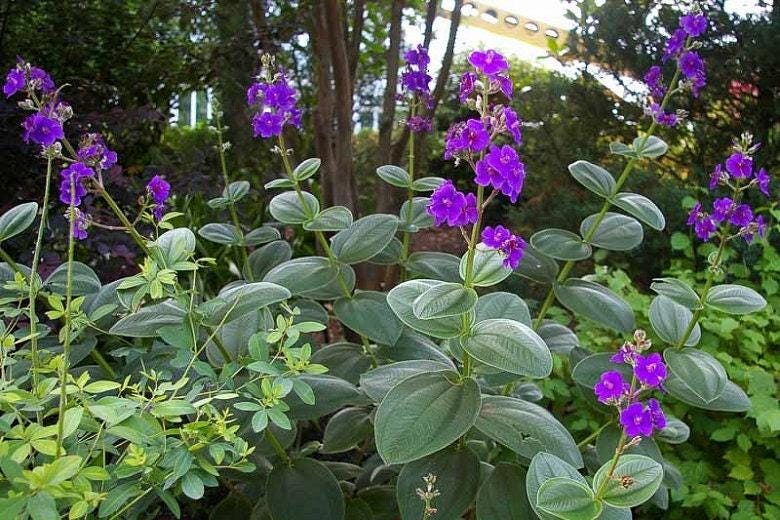 Tibouchina Heteromalla - Silverleafed Princess Flower - 2 to 3 Feet ...