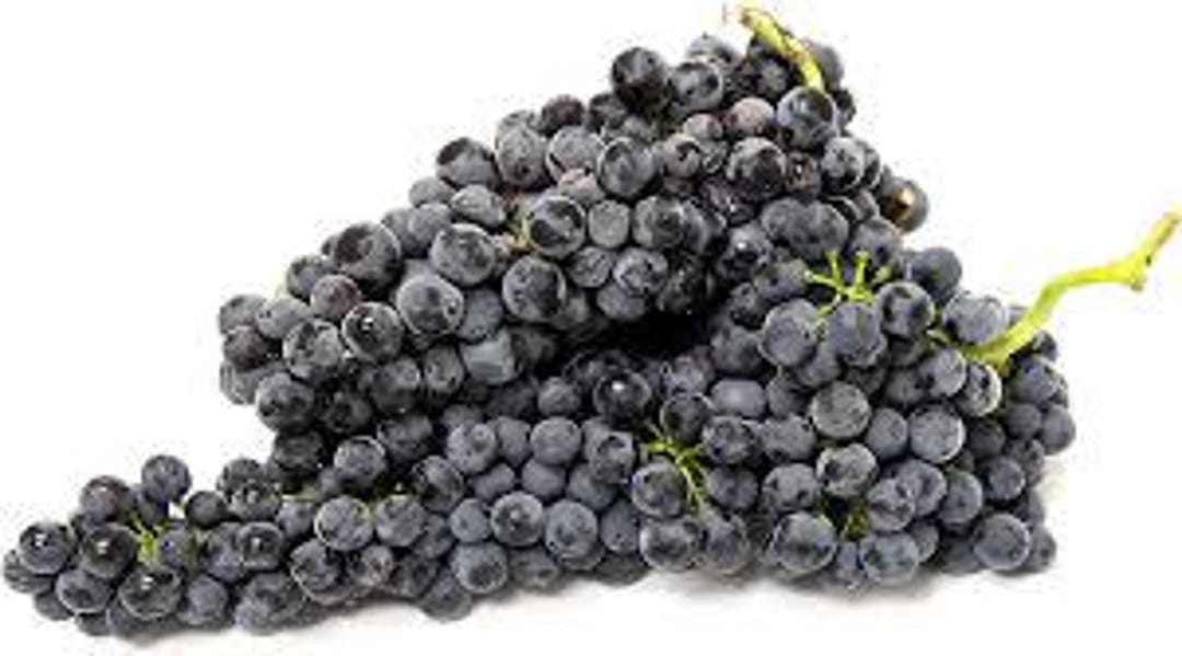 Pinot Noir Seedless Grape - 1 Plants - 1 Feet Fall - Ship in 6" Pot - Etsy