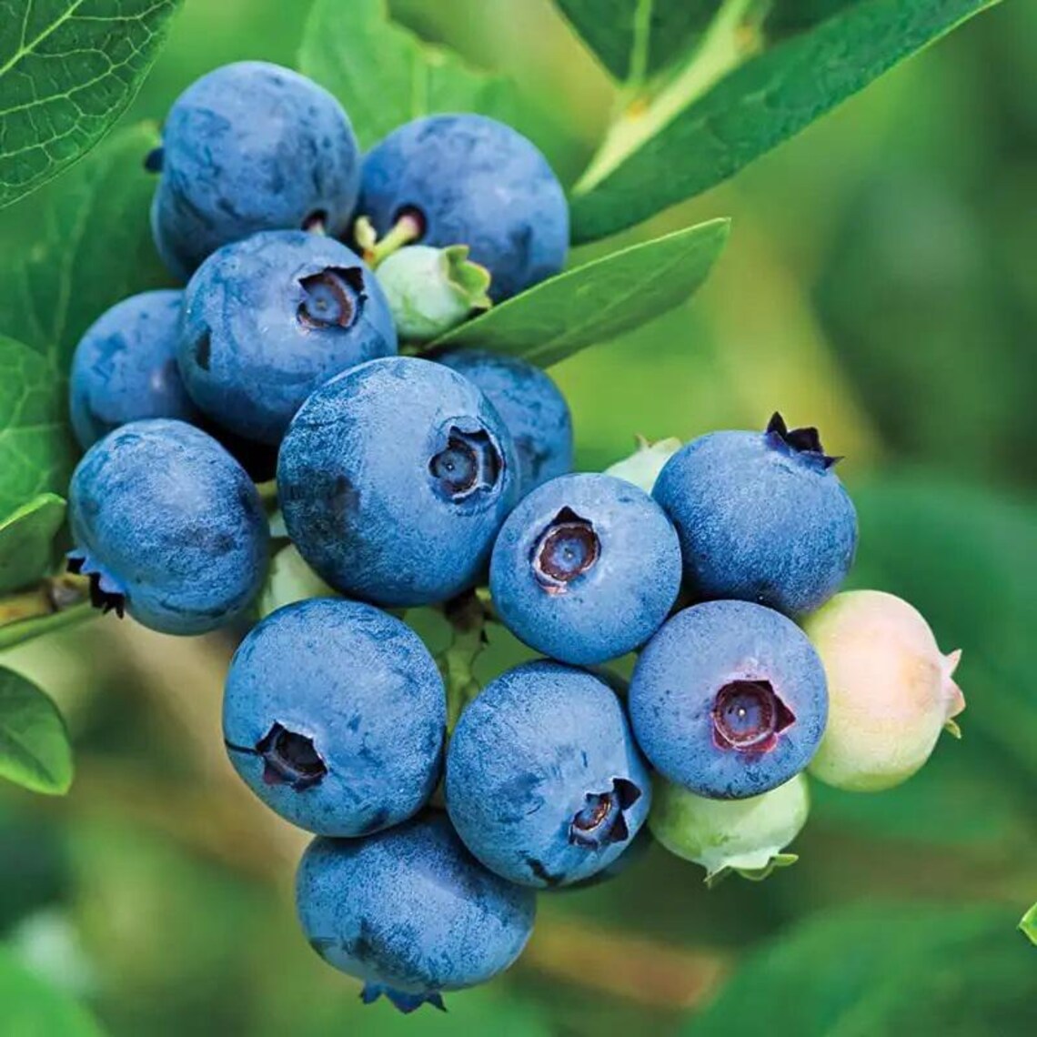 Jubilee Southern Highbush Blueberry - 1 Feet Tall - Ship in 6" Pot - Etsy