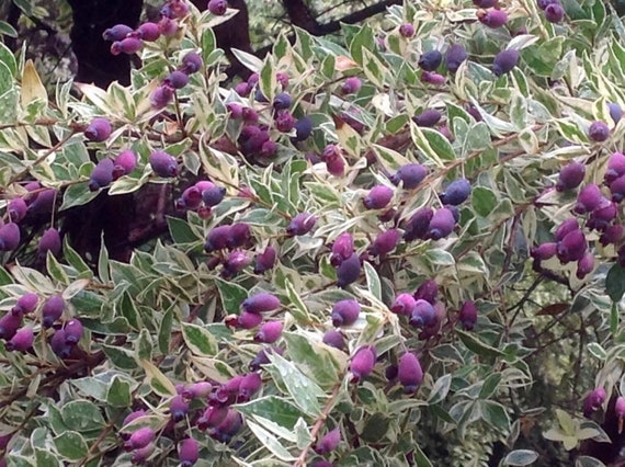 Floral & Garden Crafts 2 Feet Tall Myrtus communis 'Compacta' Dwarf ...