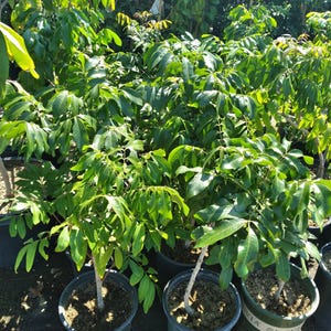 Longan Air Layered Tree - 1 Plant - 2 Feet Tall - Ship in 3 Gal Pot - Etsy