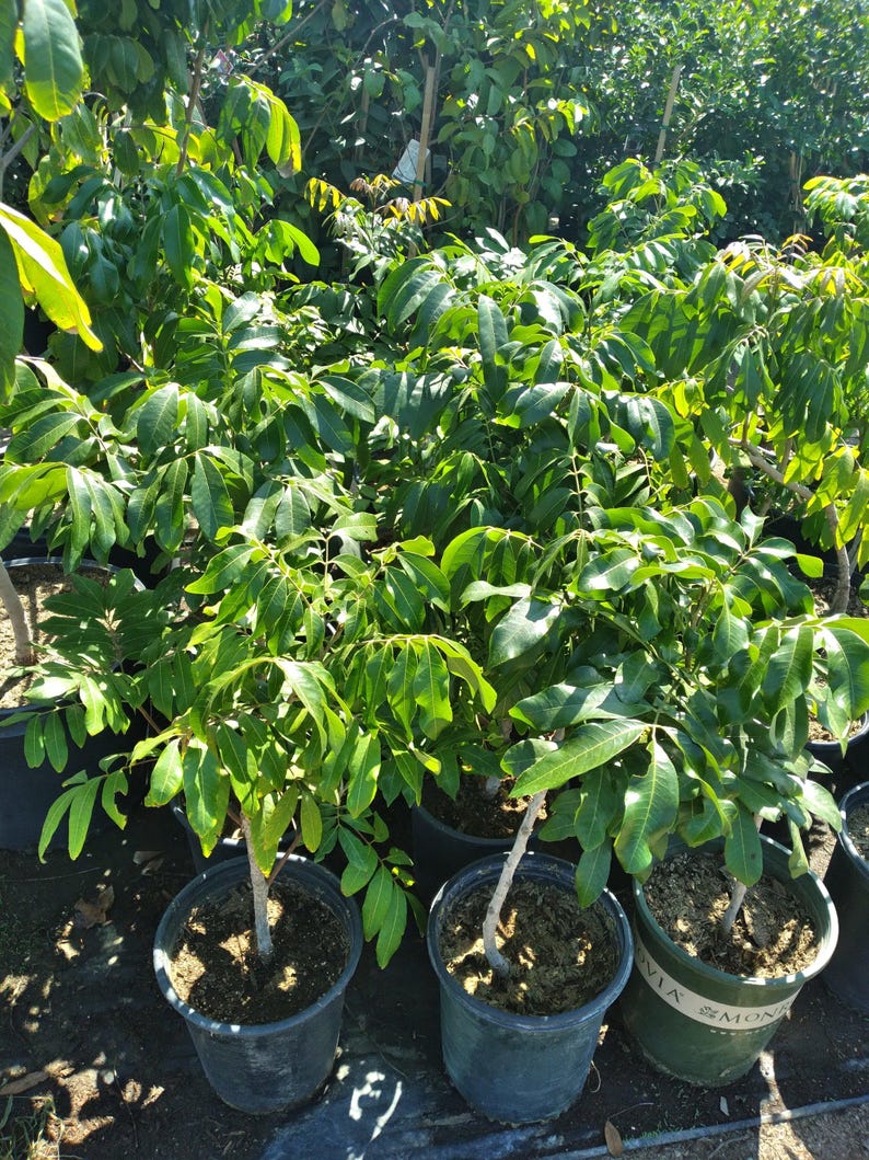 Biew Kiew Longan Air Layered Tree - 1 Plant - 2 Feet Tall - Ship in 3 ...
