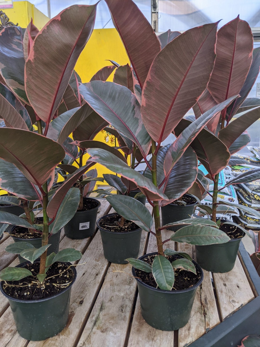 Ficus Elastica 'red Ruby' 1 Plant 1 to 2 Feet Tall Ship in 6 Pot - Etsy