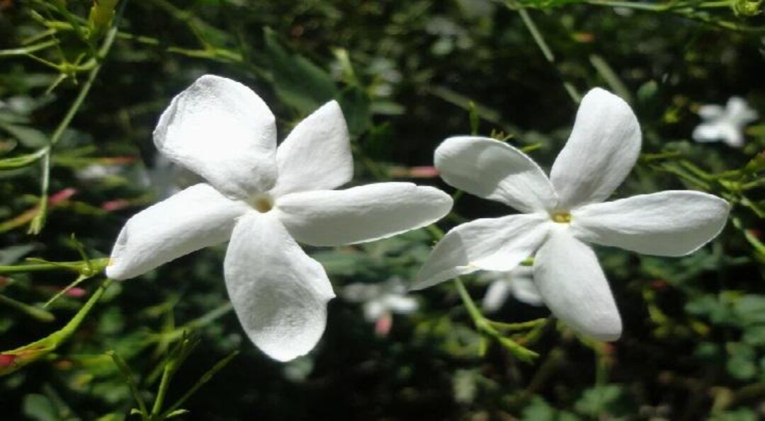 Poet's Jasmine - 1 to 2 Feet Tall - Ship in 6" Pot - Etsy