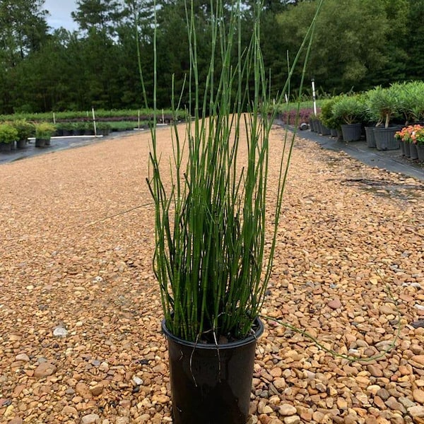 Horsetail Reed - Etsy