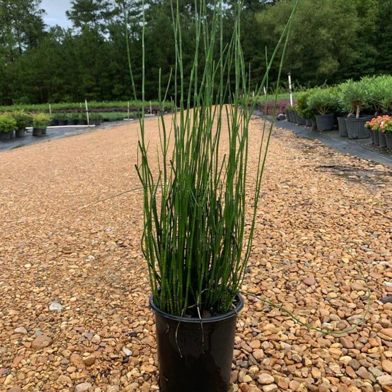 Horsetail Reed - Etsy