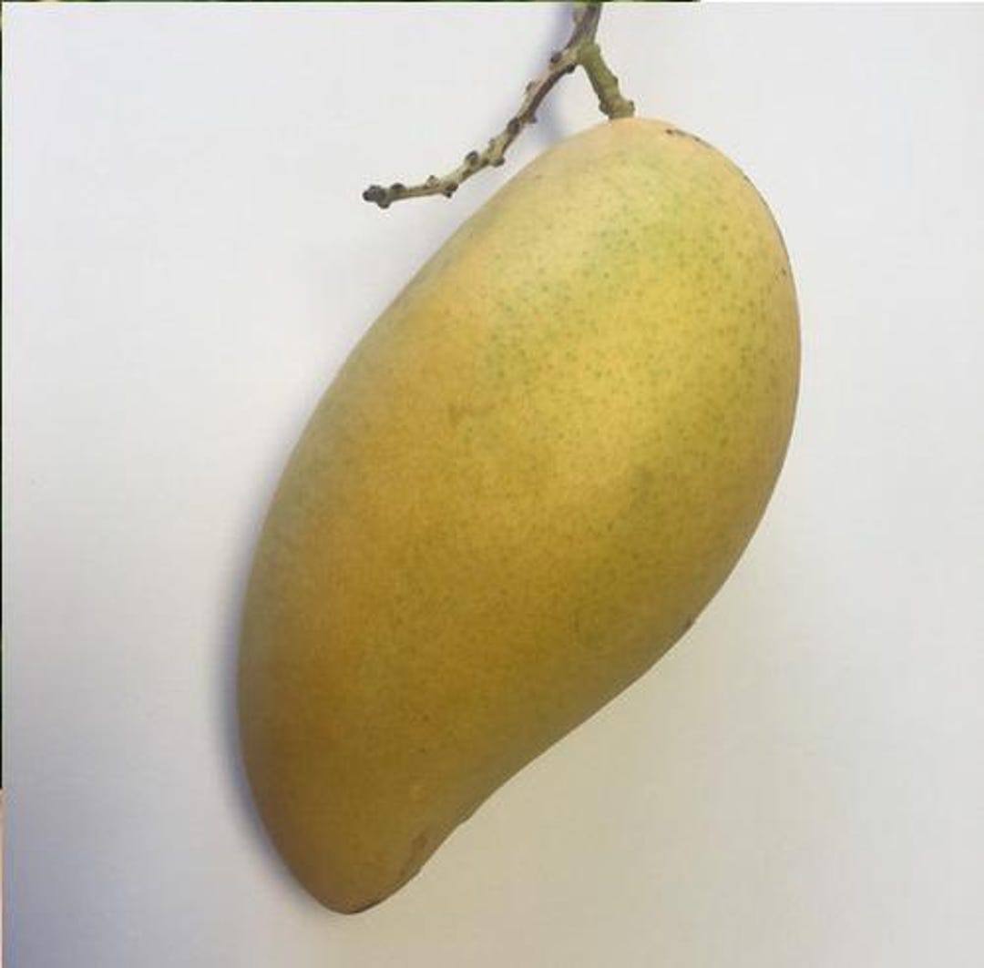 Sai Tong Mango Tree - Grafted Tree - Grafted Tree - 1 to 2 Feet Tall ...