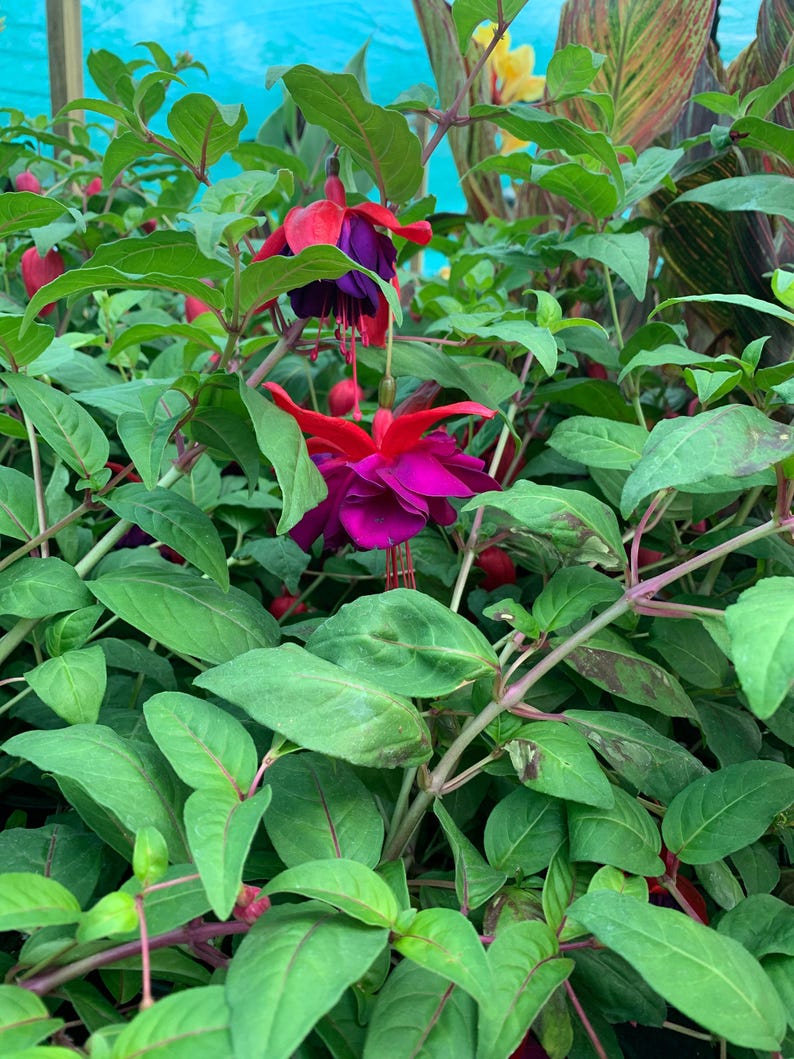 Fuchsia Giant Voodoo 1 Live Plant Ship in 6" Pot - Etsy