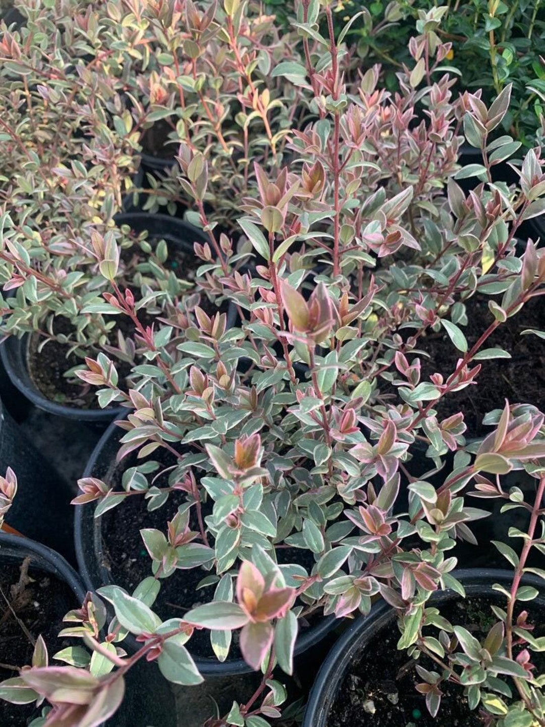 Variegated Chilean Guava Plant - 1 to 2 Feet Tall - Ugni Molinae ...