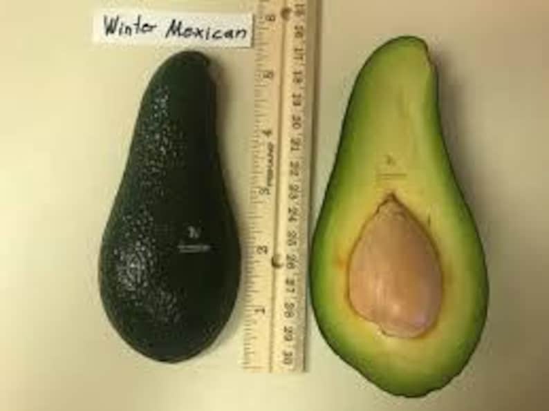 Winter Mex Avocado Tree- 2 to 3 Feet Tall - Grafted Tree - Ship in 3gal ...