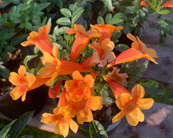 Tecoma X Orange Jubilee 'tecoma Alata' Seeds Flaming Bells, Orange ...