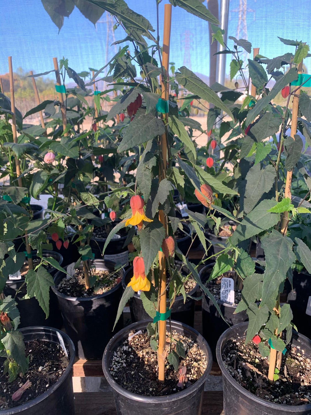 Abutilon ‘sunset’ (megapotamicum Hybrid) Live Plant Ship in 6" Pot - Etsy