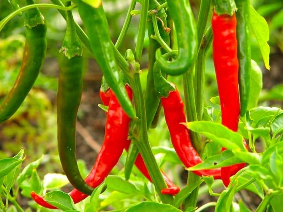 Thai Dragon Pepper 1 Live Plant 3” Pot - Etsy