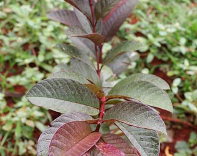Malaysia Red Guava Tree - 2 to 3 Feet Tall - Ship in 3 Gal Pot - Etsy