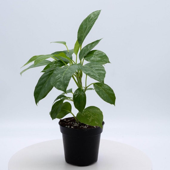 Schefflera Actinophylla 'alpine Junior' 1 Feet Tall | Etsy