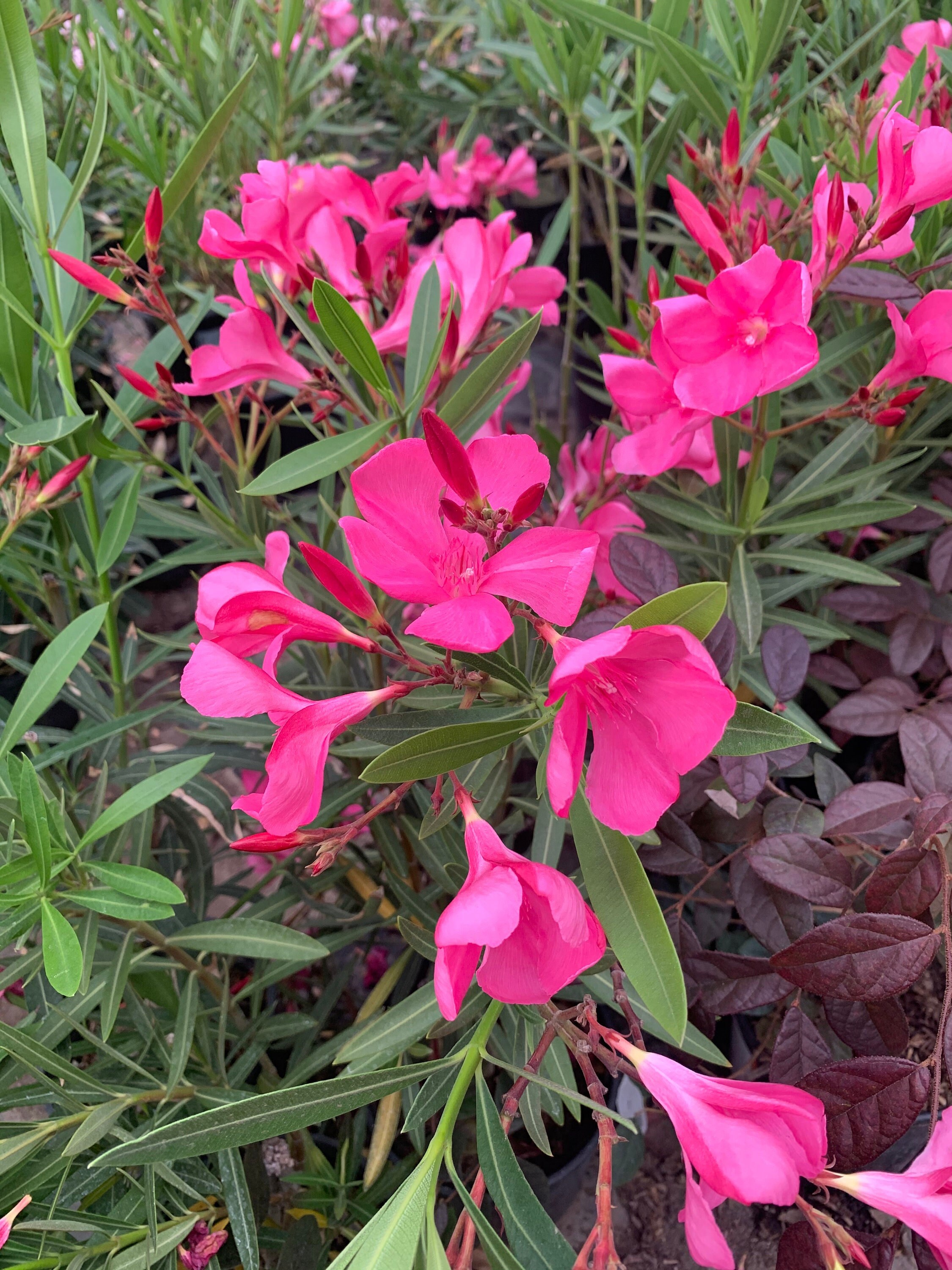 Nerium Oleander Hardy Pink 1 Live Plant Ship In 6 Pot nerium-oleander-hardy-pink-1-live-plant-ship-in-6-pot