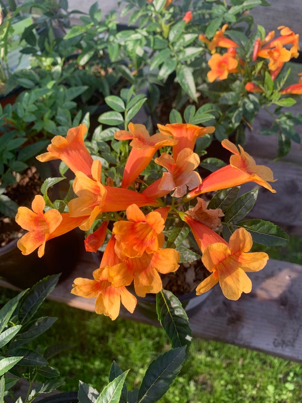 Susanne Ferrier's favorite items - Etsy