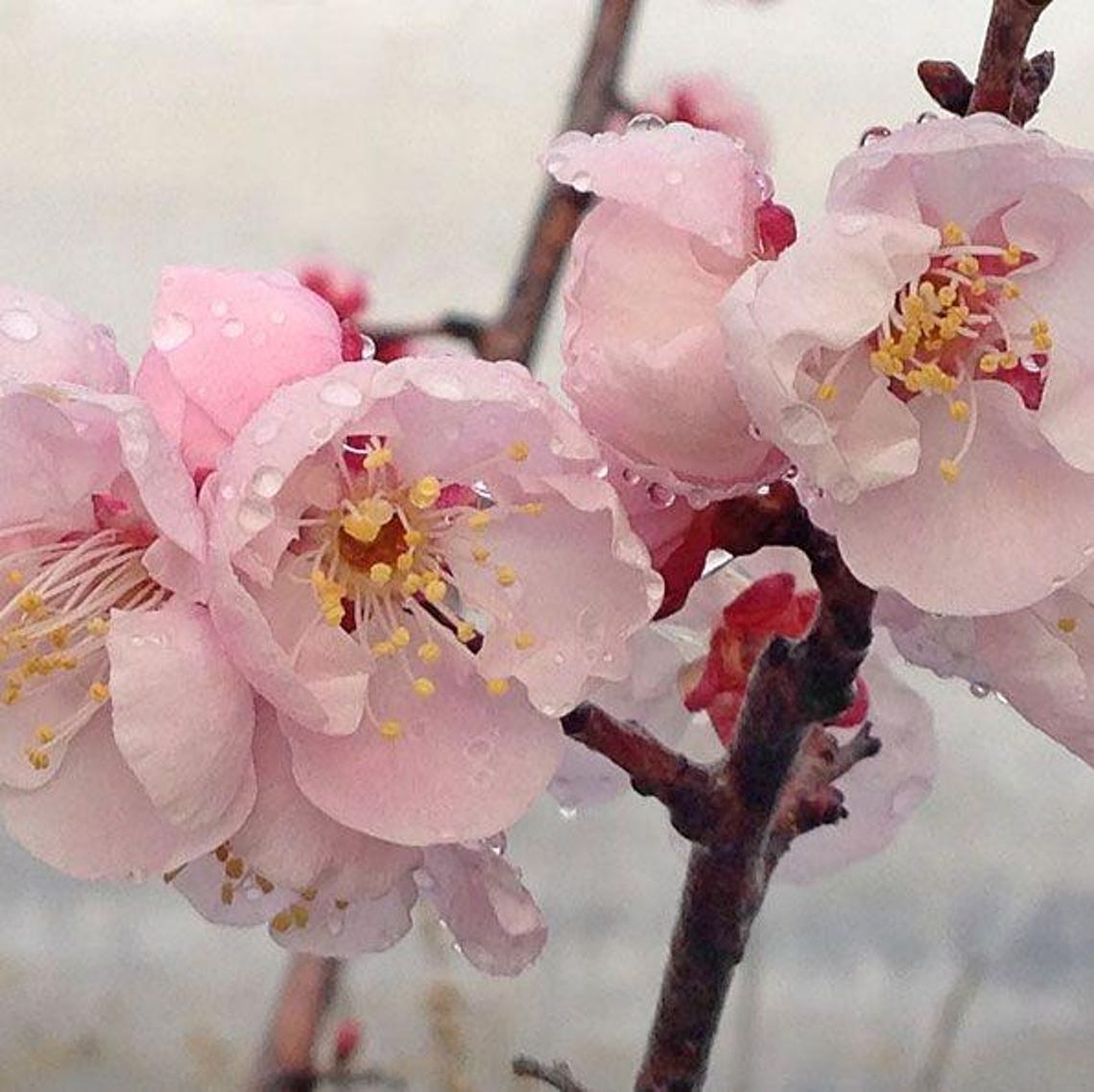 Flowering Apricot Bongo - 3 to 4 Feet Tall - Bigger Trunk - Ship in 3 ...