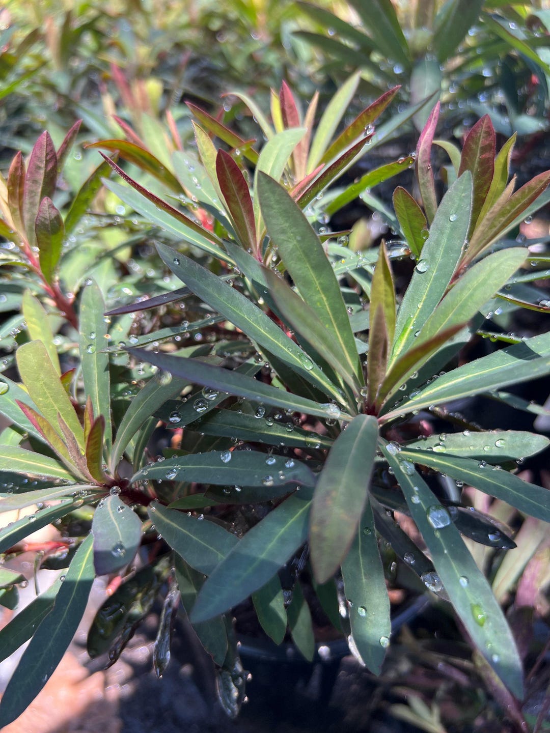 Euphorbia ‘blackbird’- 1ft Tall Ship in 1gal Pot - Etsy
