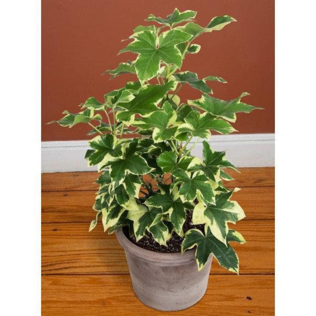 Ivy Variegated Tree Ivy (x Fatshedera Lizei Variegata) - 1 Plant - 1 ...