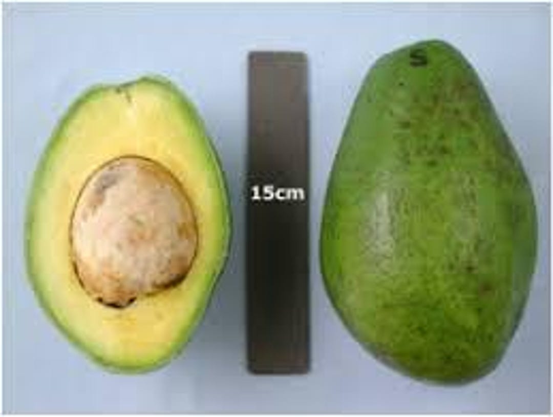 Simon Avocado Tree- 1 to 2 Feet Tall - Grafted Tree - Ship in 3gal Pot ...