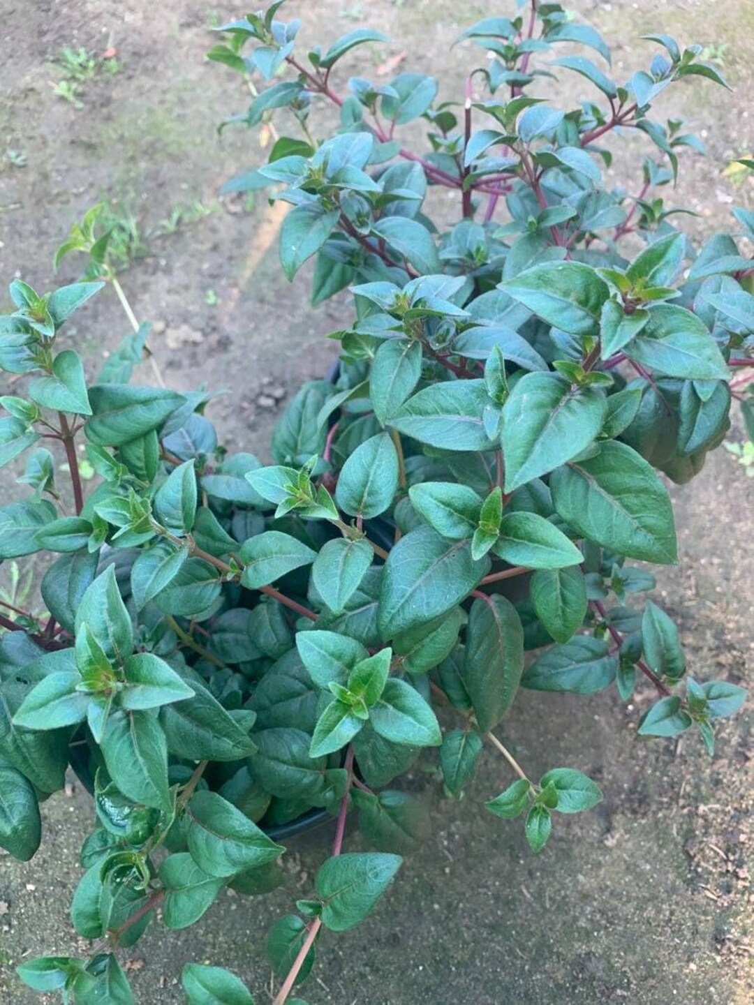 Fuchsia Blue Eyes Bush - 1 Plants - 1 Feet Long - Ship in 6" Pot - Etsy