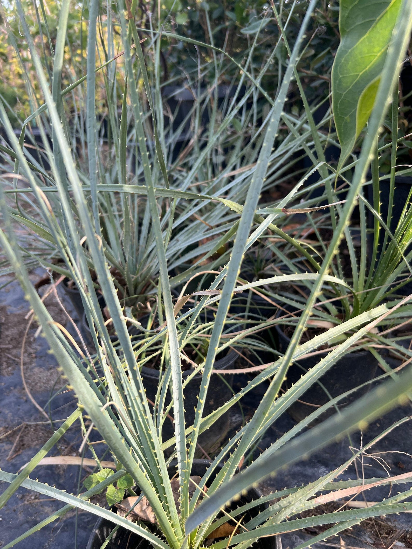 Dasylirion Wheeler- Live Plant 6” Pot - Etsy