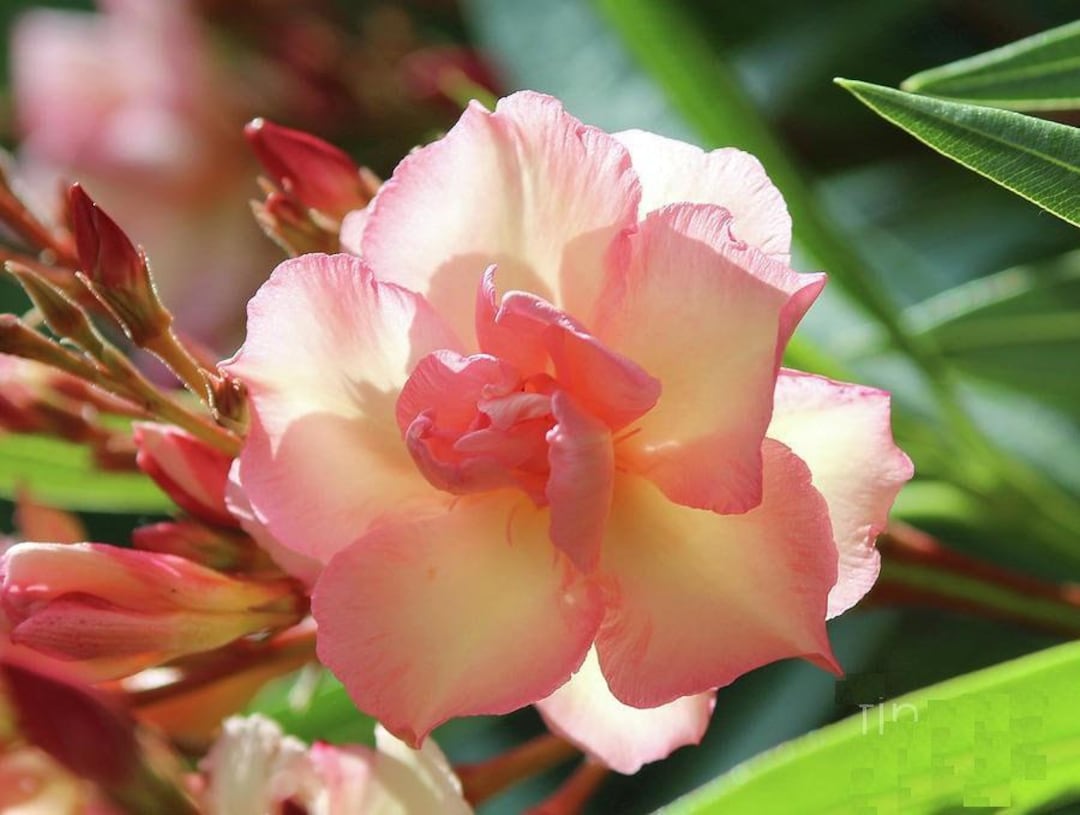 Nerium Oleander ‘mrs. Roeding’ - 1 Plants - 1 Feet Long - Ship in 6 ...