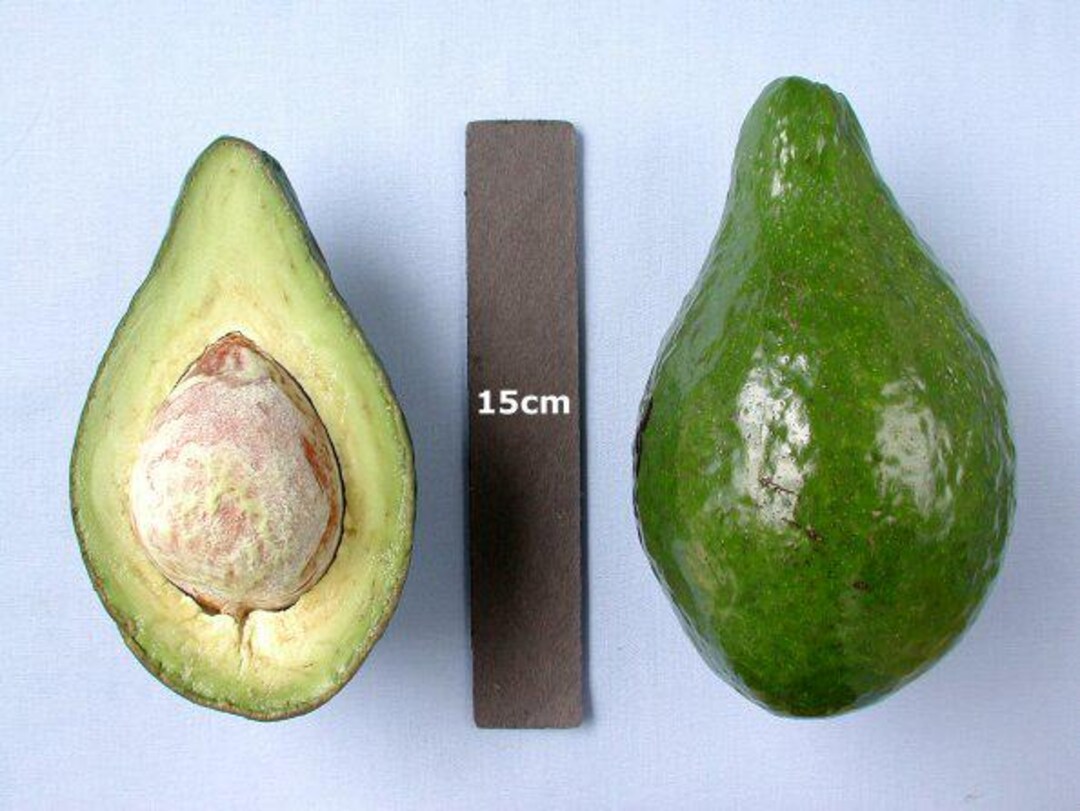 Lula Avocado Tree- 2 to 3 Feet Tall - Grafted Tree - Ship in 3gal Pot ...