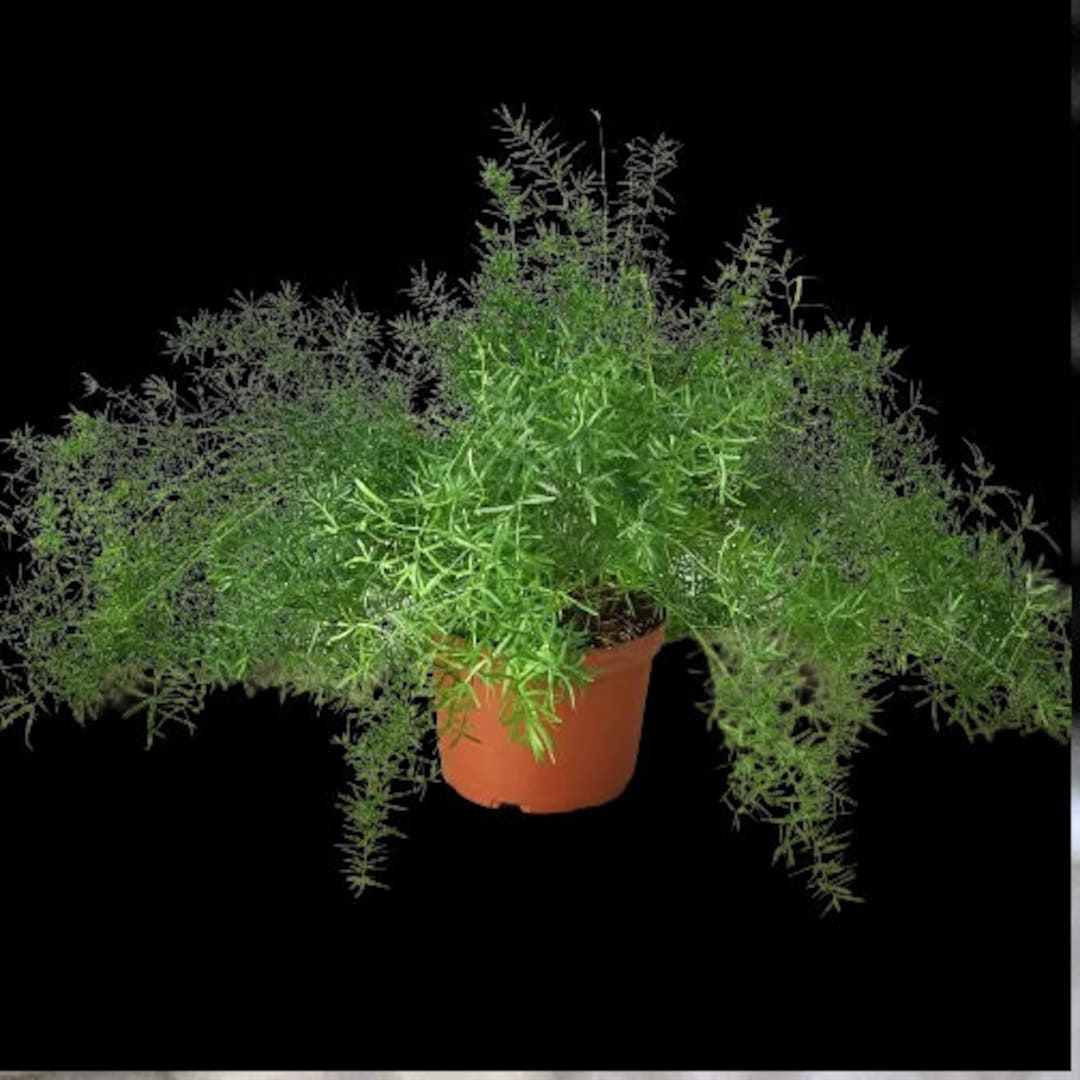 Fern Sprengeri asparagus Sprengeri 1 Live Plant Ship in - Etsy