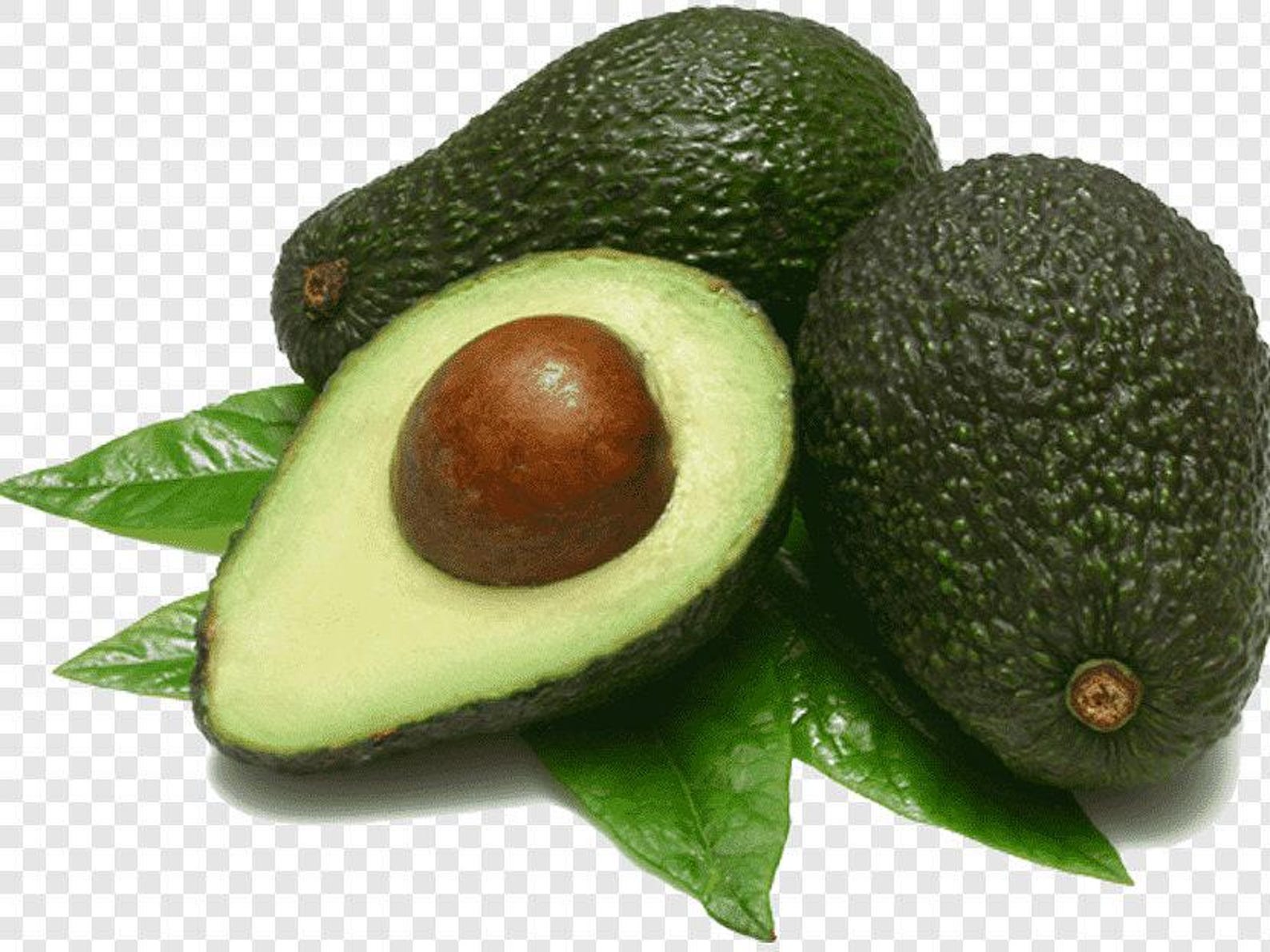 Leavens Hass Avocado Tree- 1 Feet Tall - Grafted Tree - Ship in 6" Pot ...